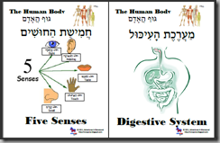 Hebrew/ עברית & English General Studies Printables